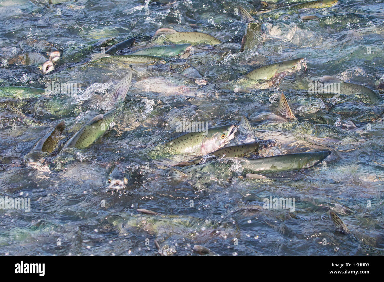 Pink Salmon (Oncorhynchus gorbuscha) churn up the water there at the ...