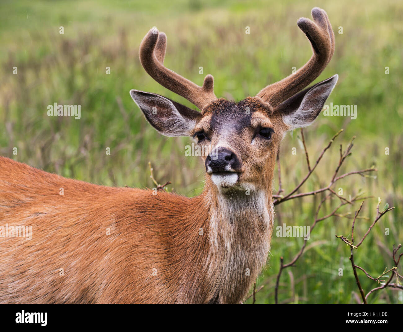 Sitka black tailed deer hi-res stock photography and images - Alamy