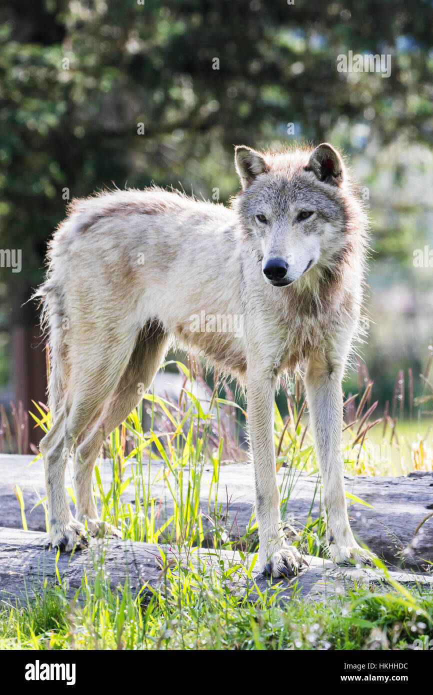 A yearling Gray Wolf (canis lupus) stands in it's favorite spot to ...