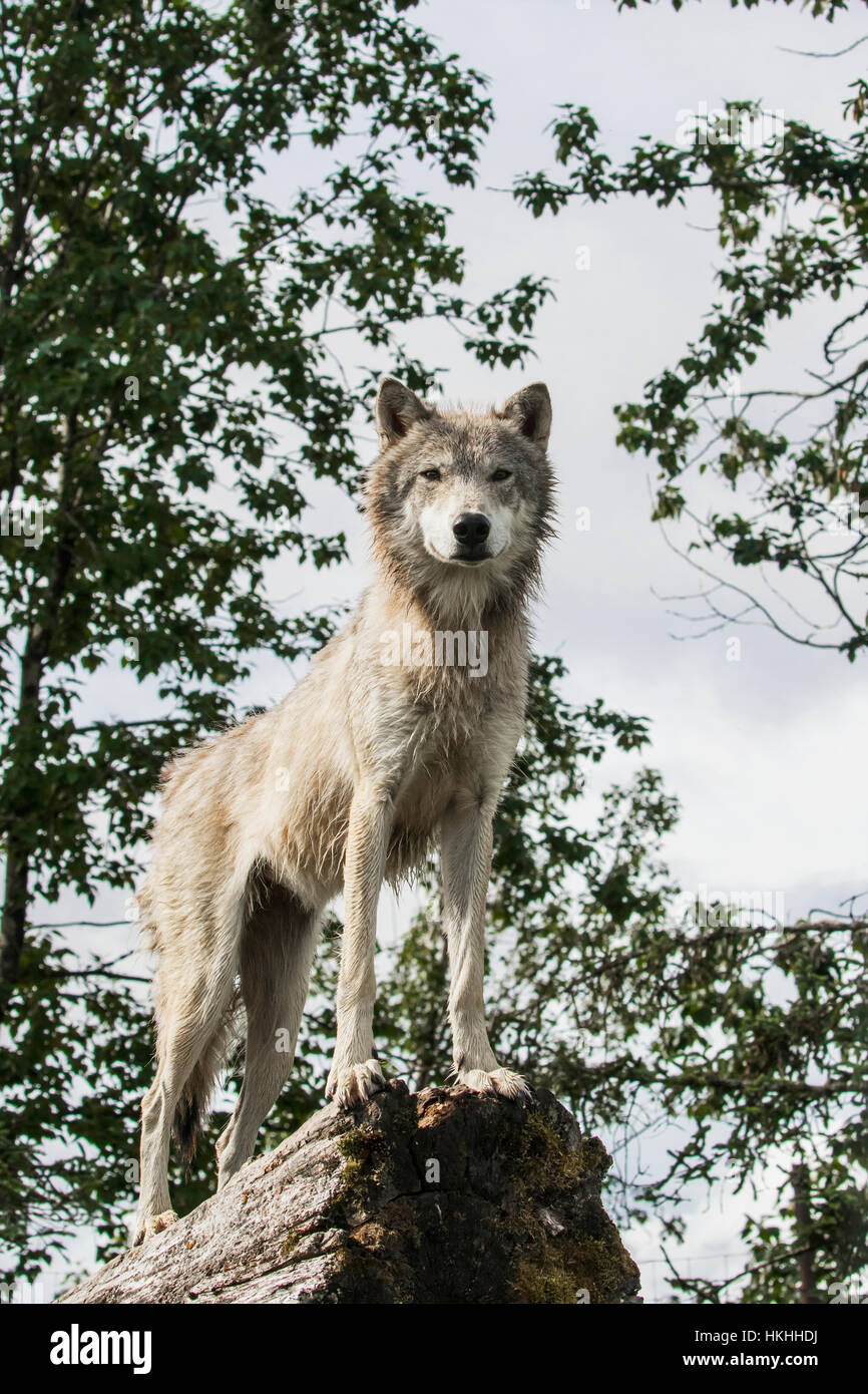 A yearling Gray Wolf (canis lupus) stands in it's favorite spot to ...