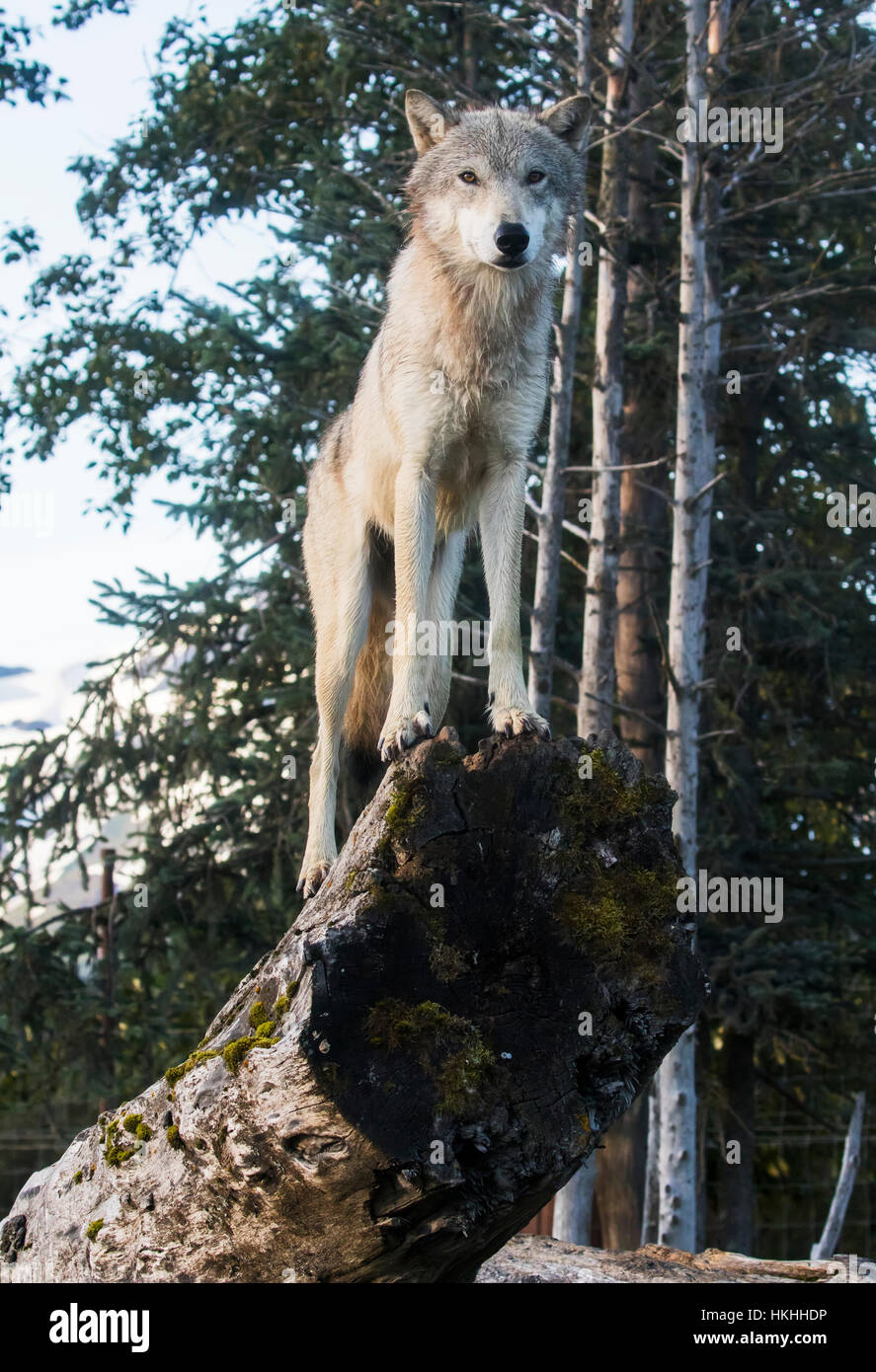 A yearling Gray Wolf (canis lupus) stands in it's favorite spot to ...