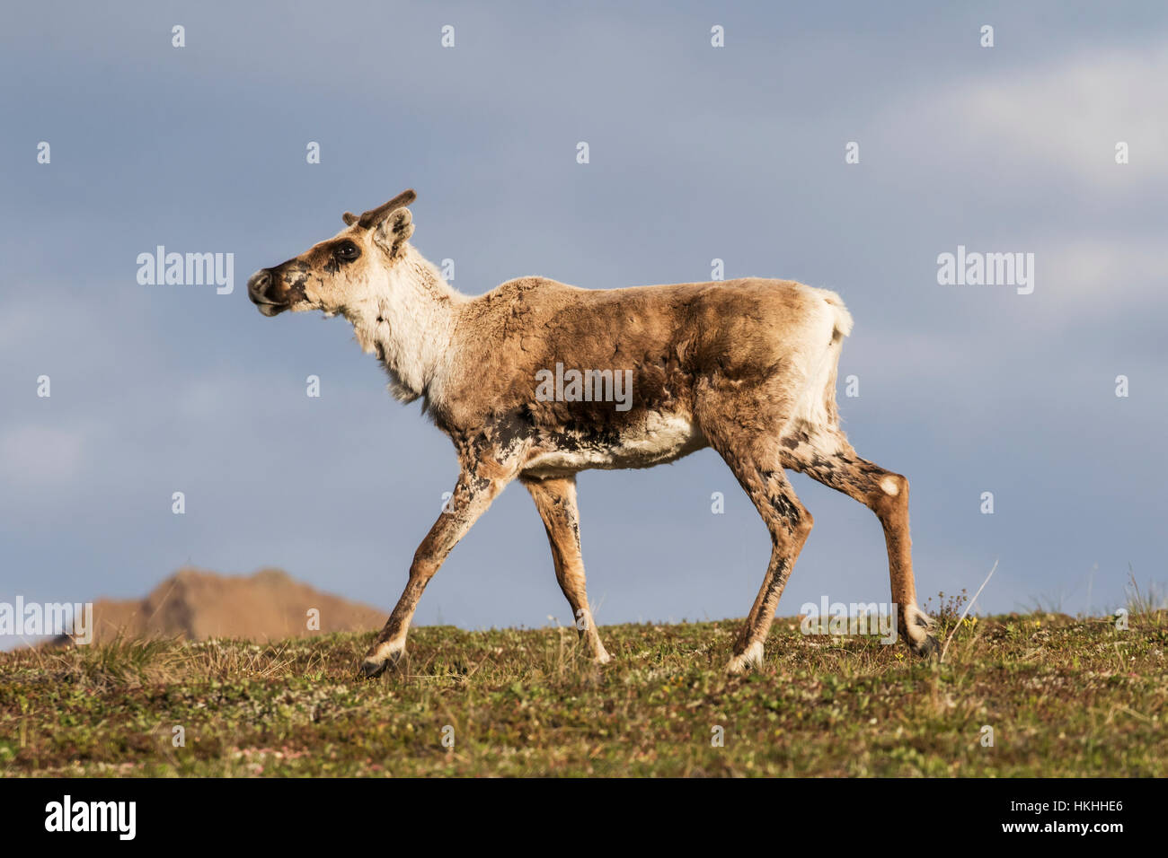 Caribou (Rangifer tarandus caribou) beginning to grow antlers, Denali ...