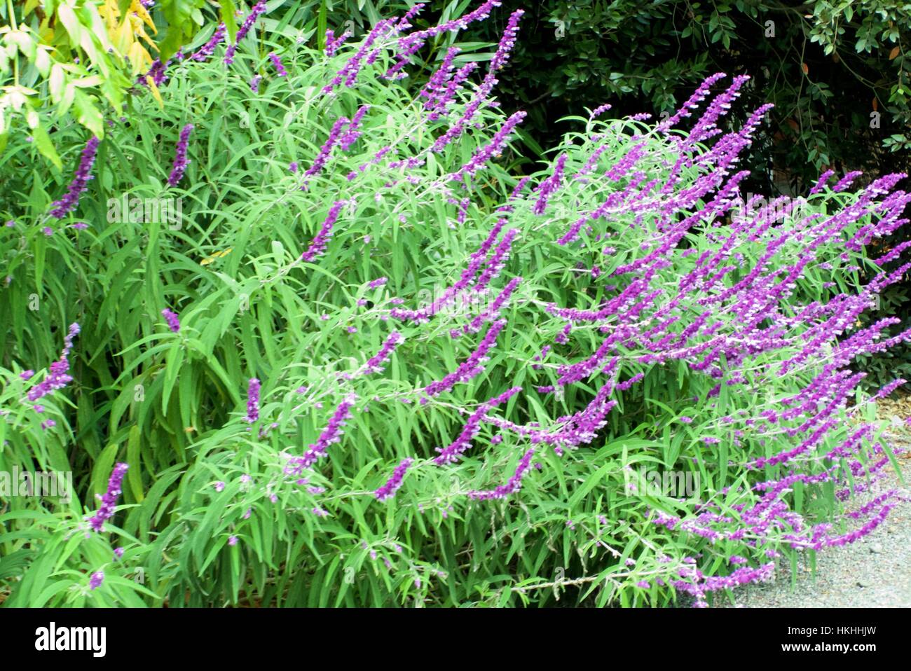 Native flowers hi-res stock photography and images - Alamy