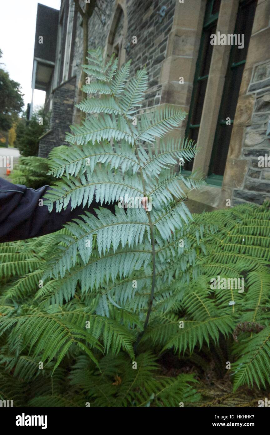 Princess alexandra gardens hi-res stock photography and images - Alamy