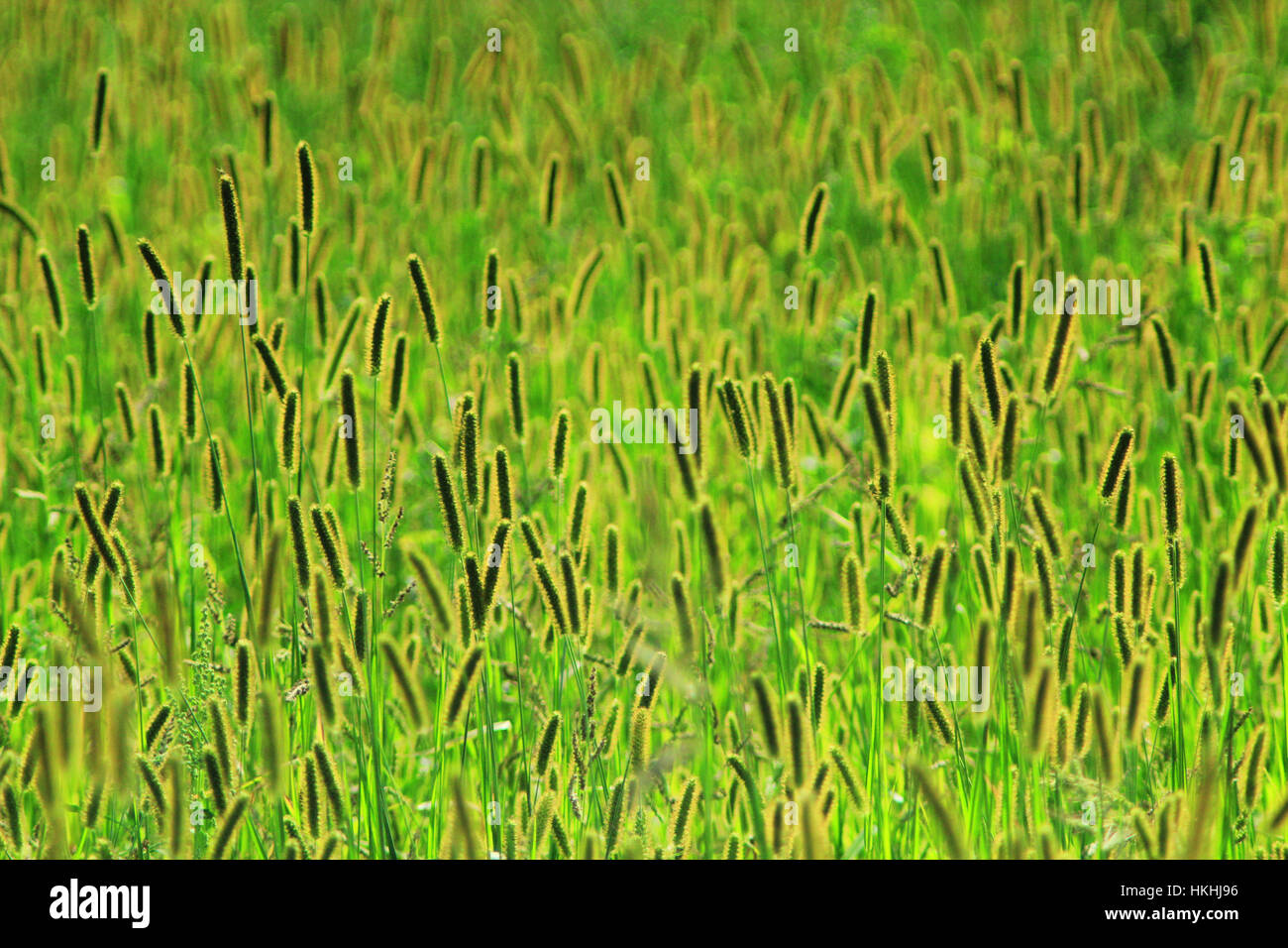 thicket of high green grass on the meadow in the summer Stock Photo - Alamy