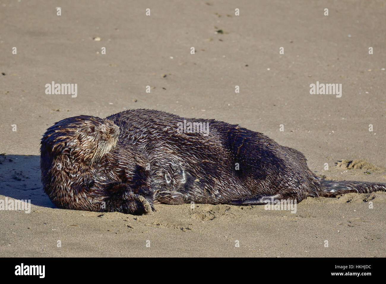 California Sea Otter Stock Photo - Alamy