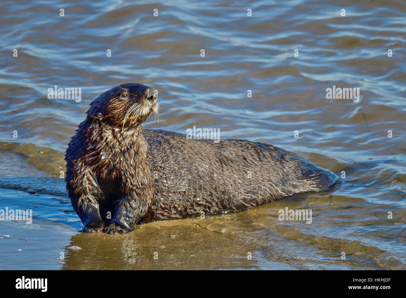 California Sea Otter Stock Photo - Alamy