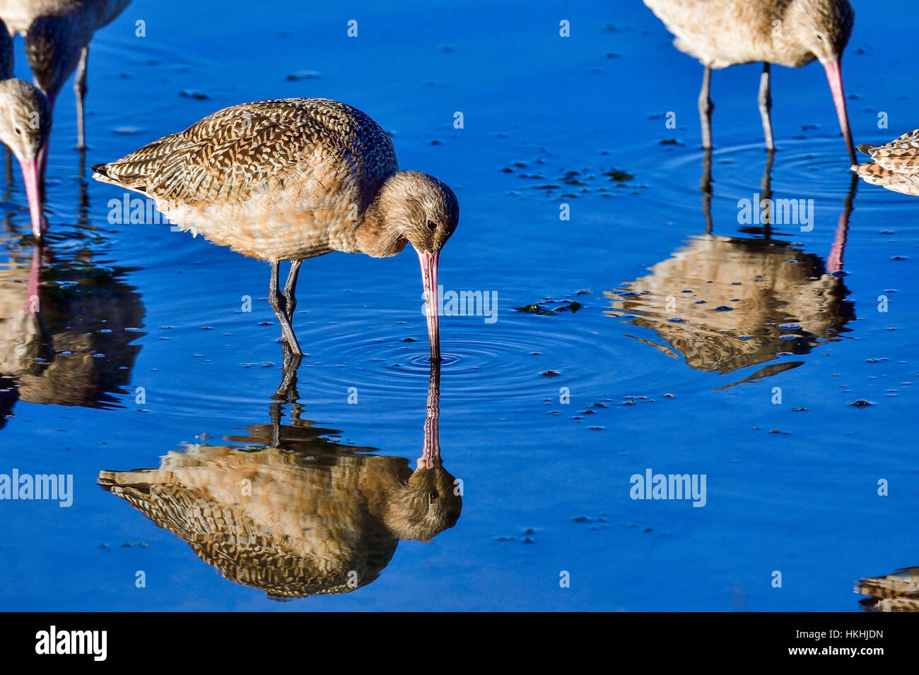 Marbled godwit limosa fedoa hi-res stock photography and images - Alamy