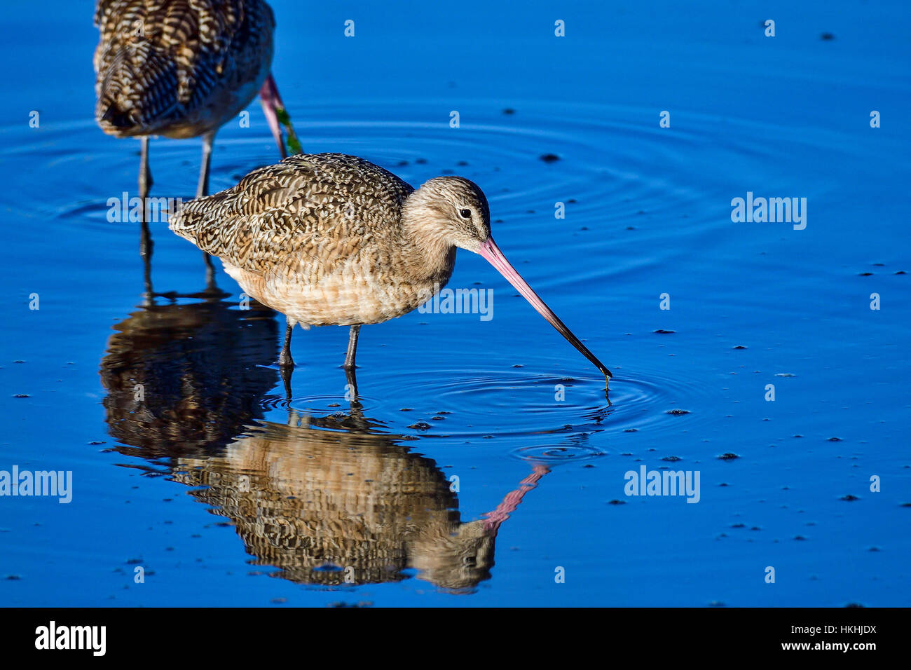 Marbled godwit limosa fedoa hi-res stock photography and images - Alamy