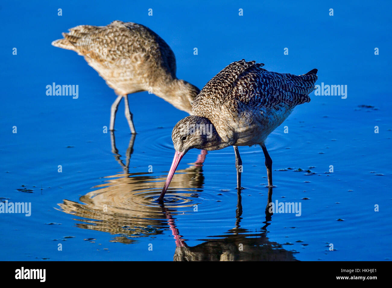 Marbled godwit limosa fedoa hi-res stock photography and images - Alamy