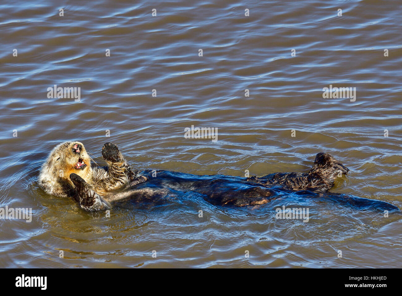 California Sea Otter Stock Photo - Alamy