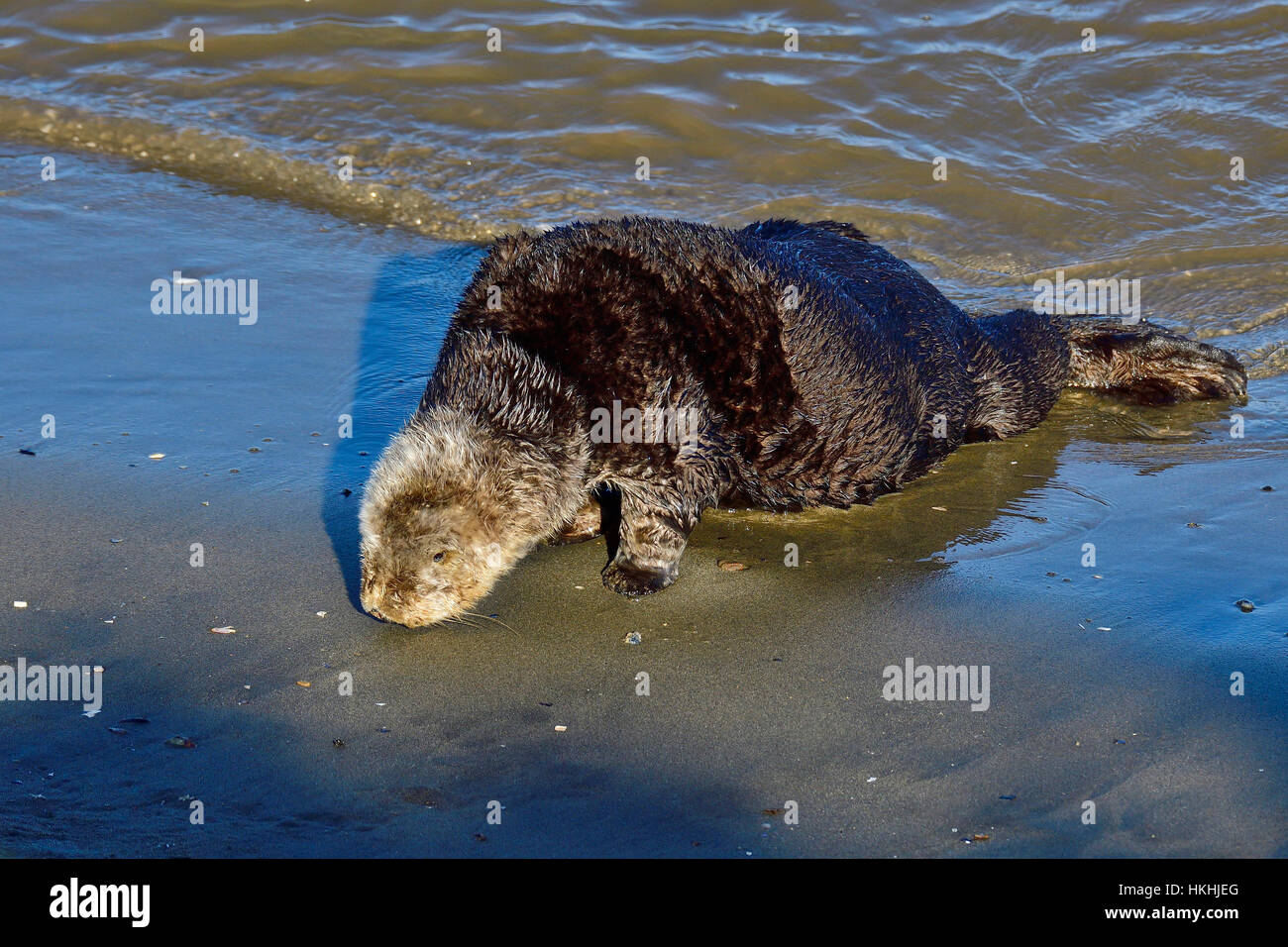 California Sea Otter Stock Photo - Alamy