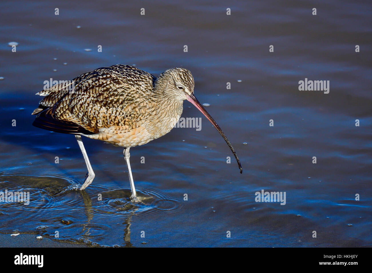 Curlew walking hi-res stock photography and images - Alamy