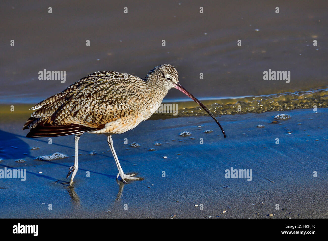 Curlew and animal hi-res stock photography and images - Alamy