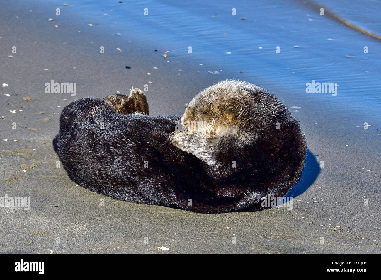 California Sea Otter Stock Photo - Alamy
