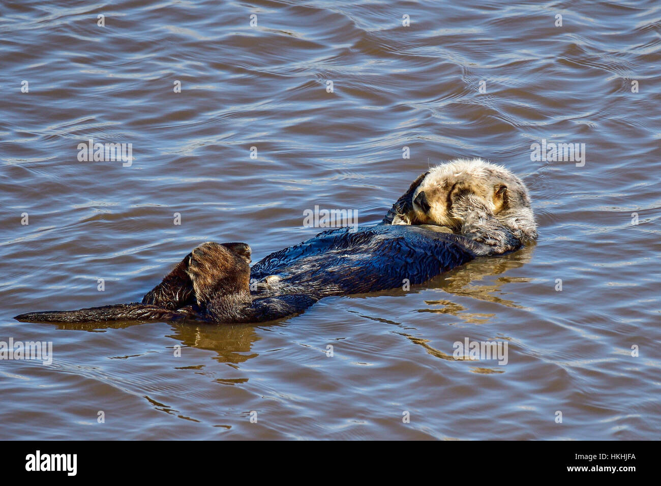 California Sea Otter Stock Photo - Alamy