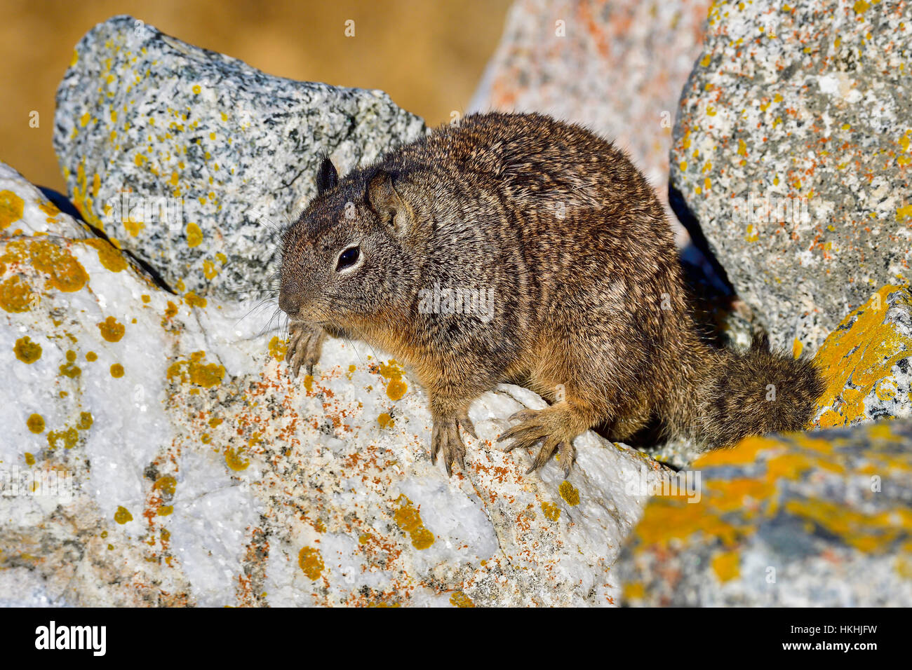California ground squirrel Stock Photo - Alamy