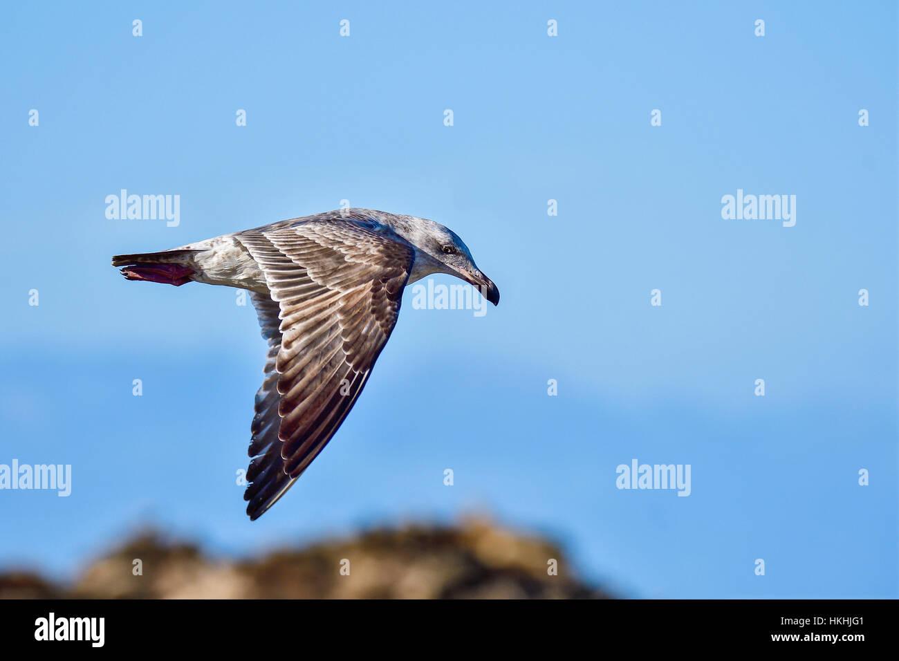 Gull feathers hi-res stock photography and images - Alamy