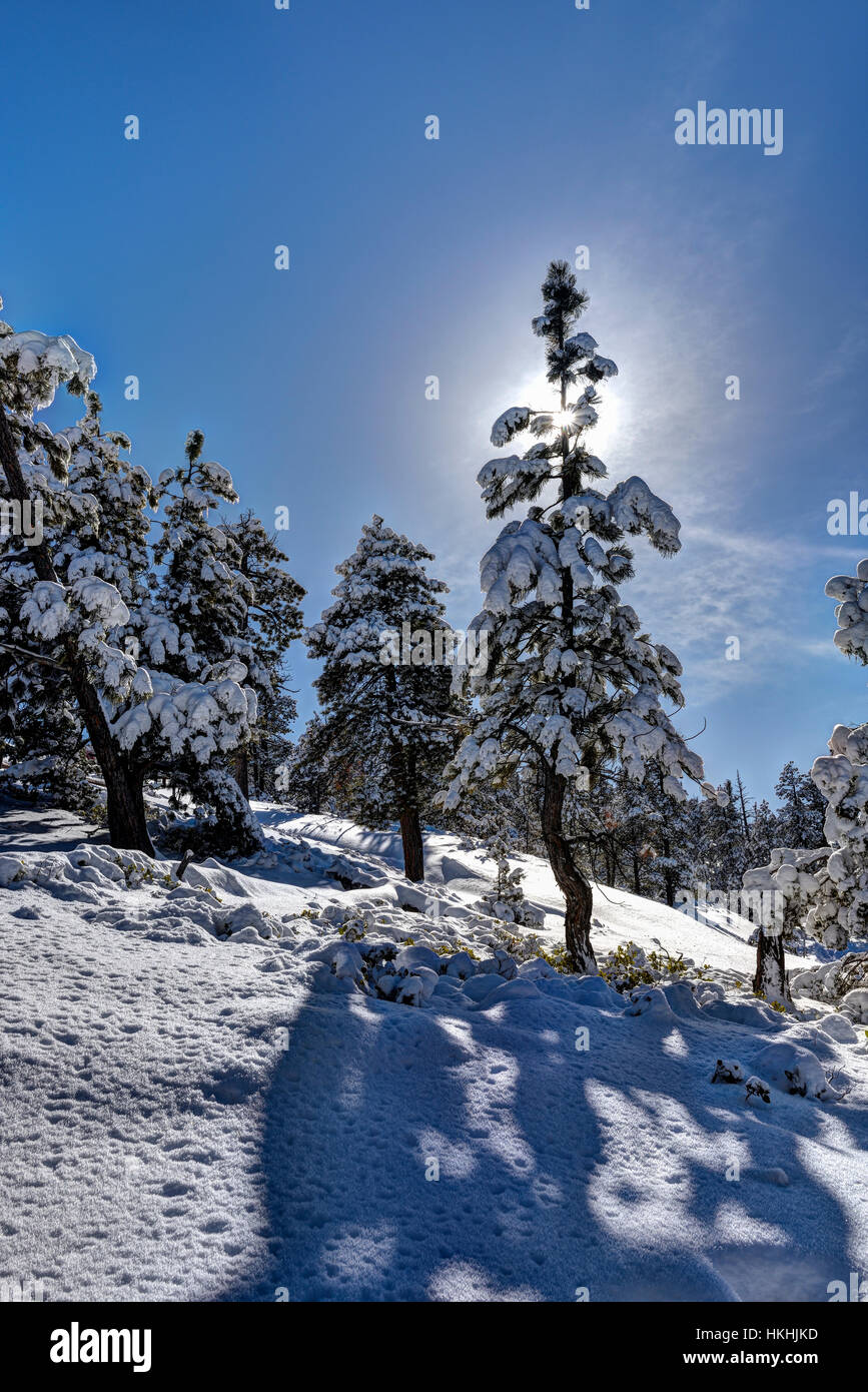 Snow covered pine tree in Bryce canyon Stock Photo - Alamy