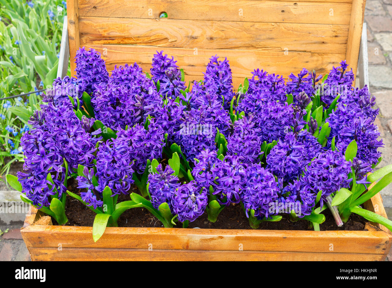Blue hyacinth flowers Stock Photo - Alamy