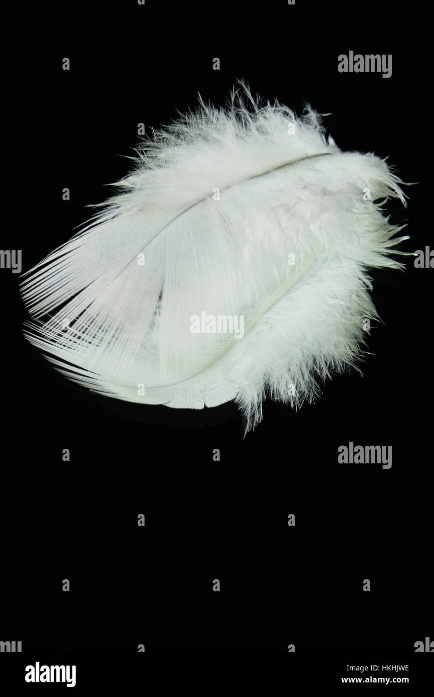 White feather and its reflection on the black background Stock Photo ...