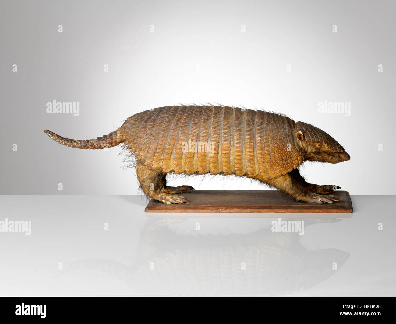 Armadillo standing hi-res stock photography and images - Alamy