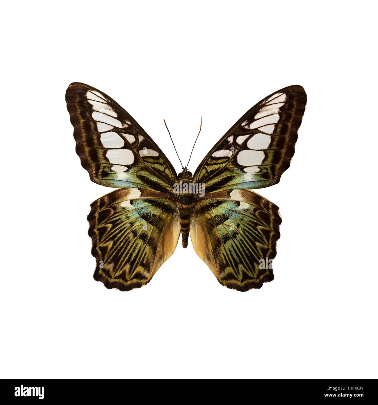 Blue butterfly isolated on white hi-res stock photography and images ...