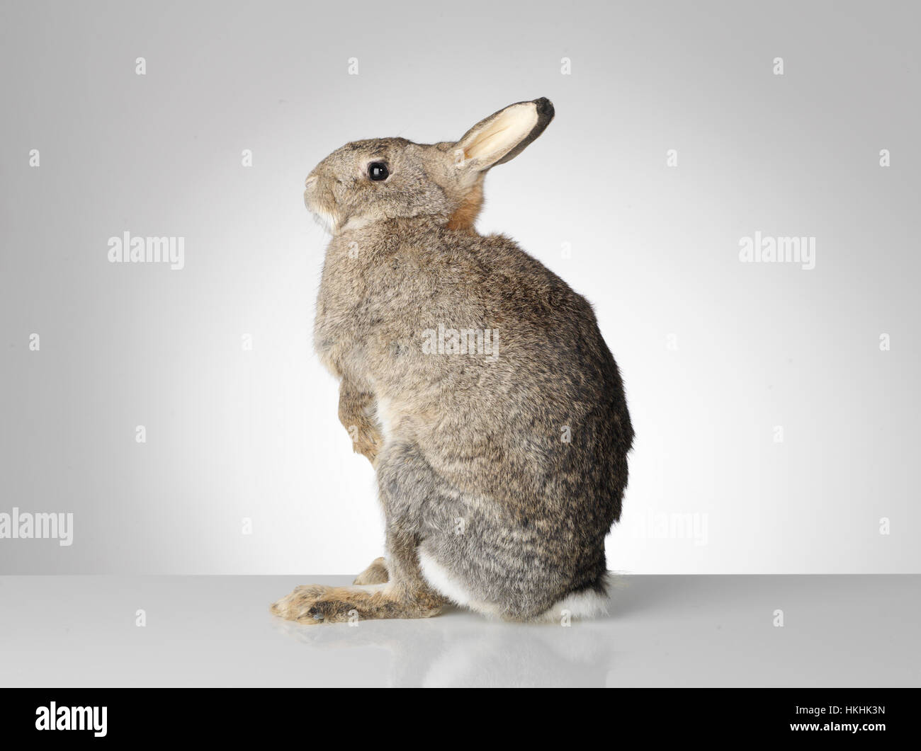 Taxidermy Rabbit on grey background Stock Photo - Alamy