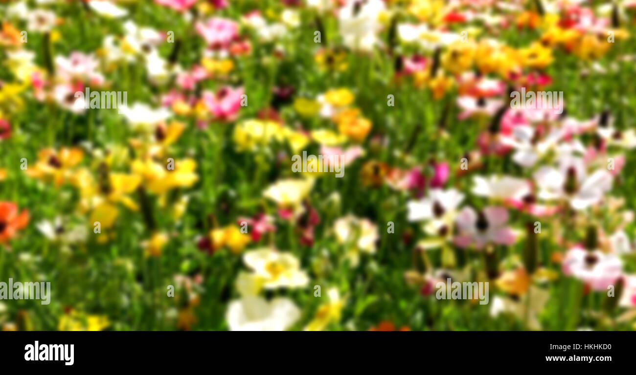 blur in the spring colors flowers and garden Stock Photo - Alamy