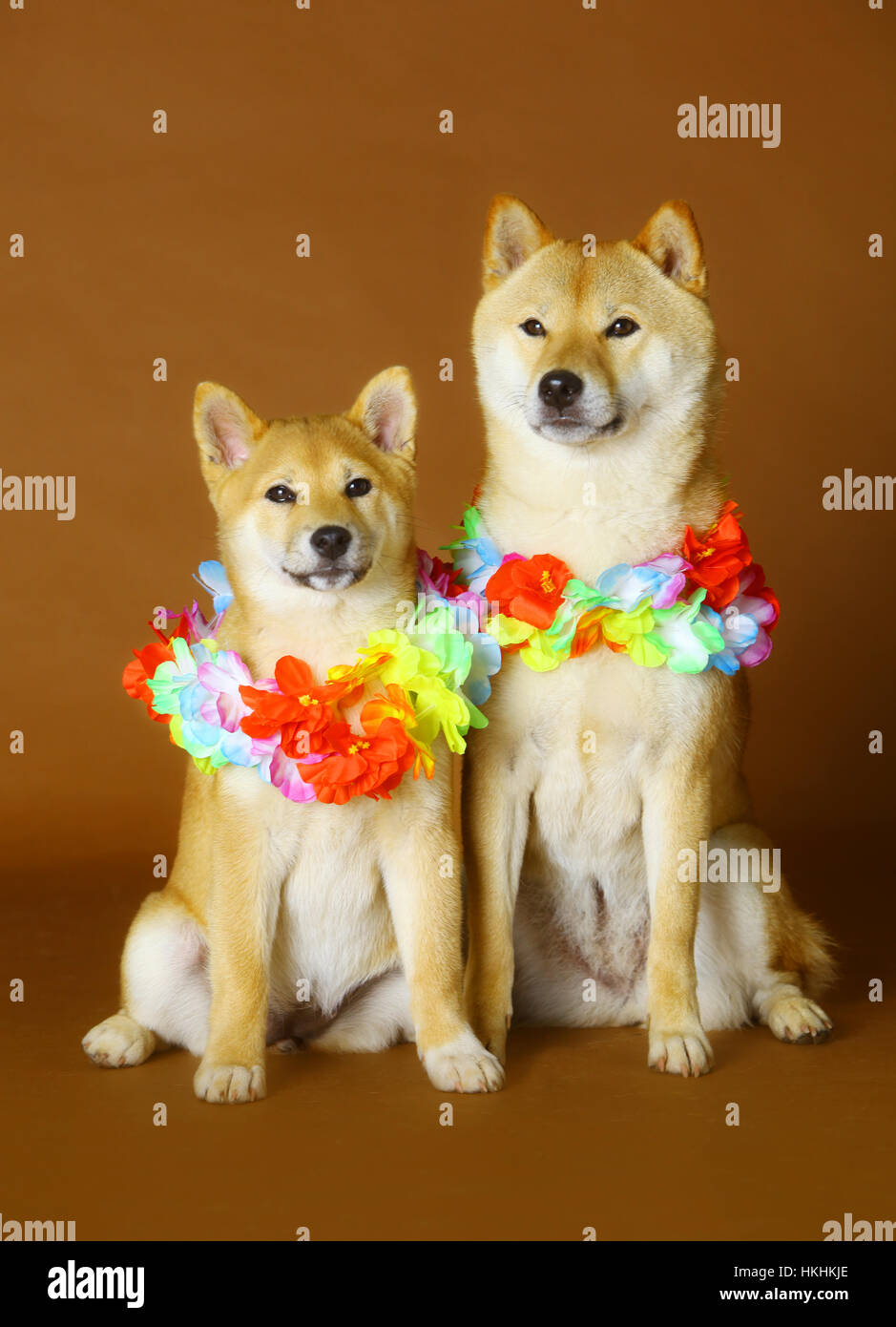 Shiba Inu dog stand in studio Stock Photo - Alamy