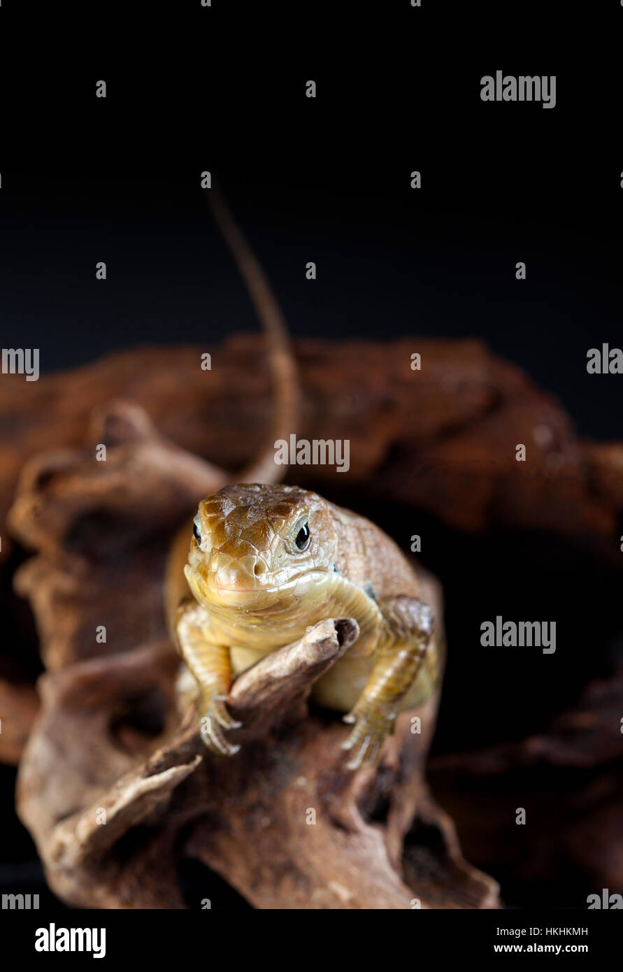 Green thorny tail iguana hi-res stock photography and images - Alamy
