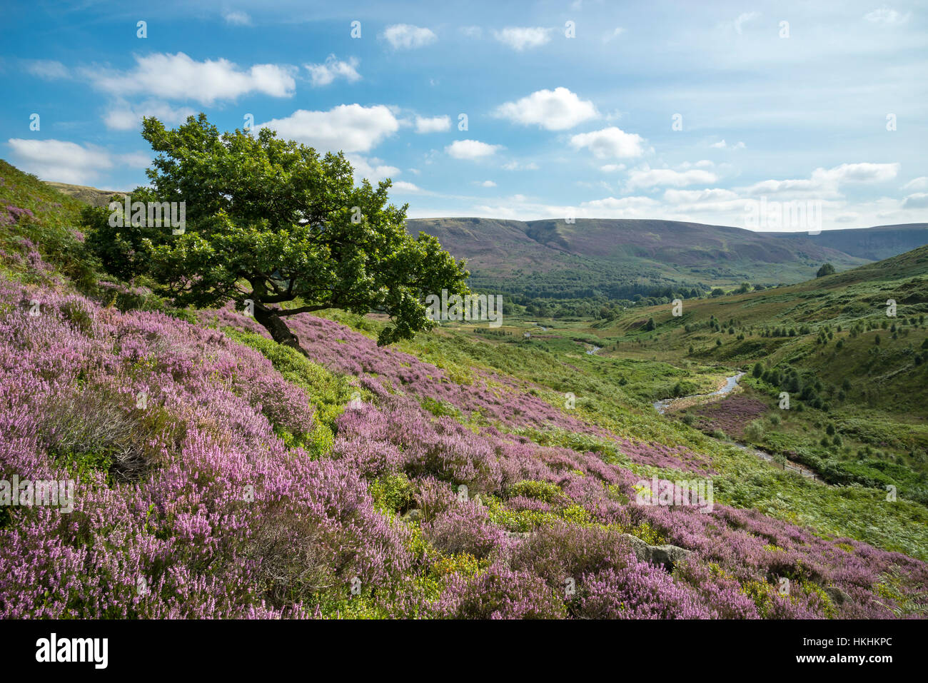Summer at Crowden in North Derbyshire. Purple heather blooming around ...