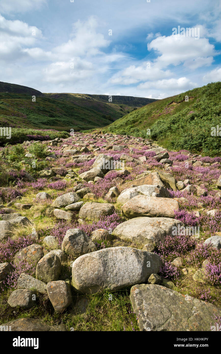 Summer at Crowden in North Derbyshire. Purple heather blooming around ...