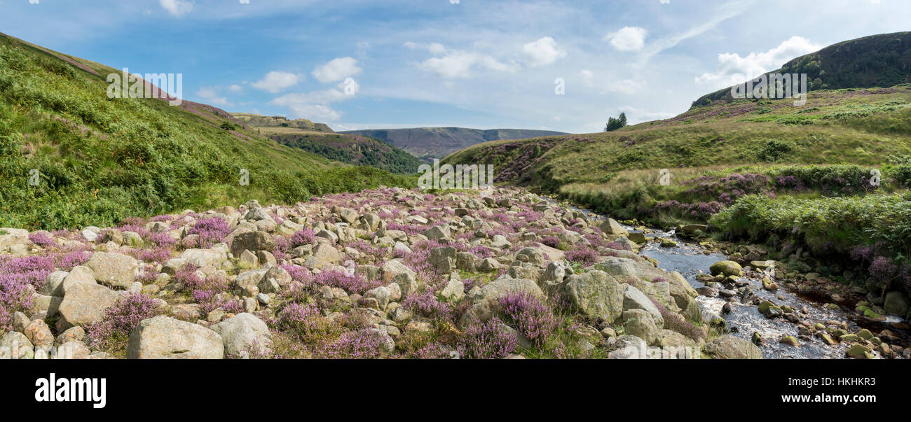 Summer at Crowden in North Derbyshire. Purple heather blooming around ...