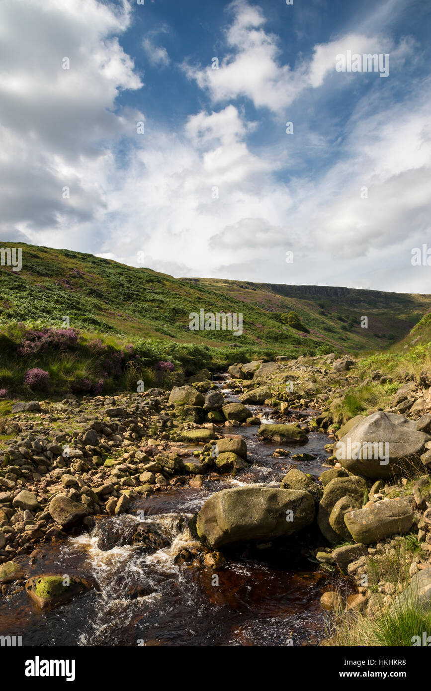 Summer at Crowden in North Derbyshire. Purple heather blooming around ...