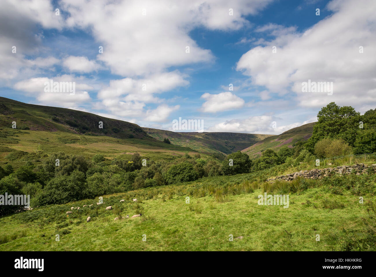 Summer at Crowden in North Derbyshire. Purple heather blooming around ...