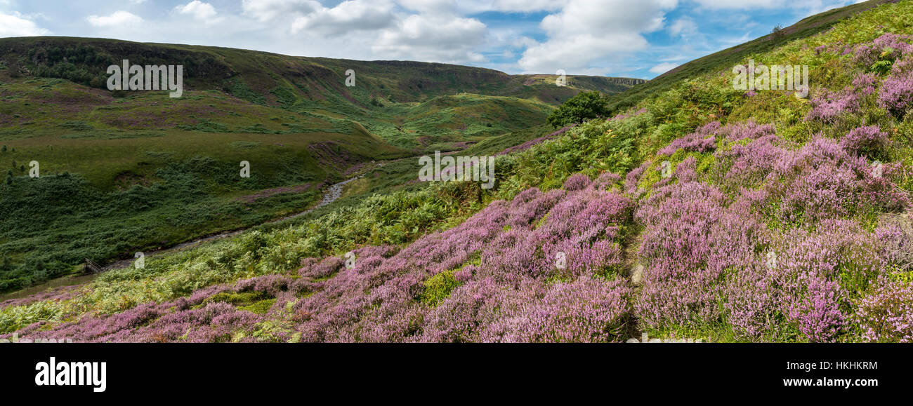 Summer at Crowden in North Derbyshire. Purple heather blooming around ...