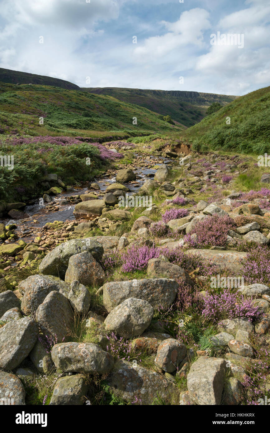 Summer at Crowden in North Derbyshire. Purple heather blooming around ...