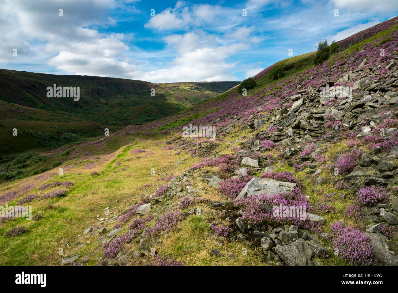 Summer at Crowden in North Derbyshire. Purple heather blooming around ...