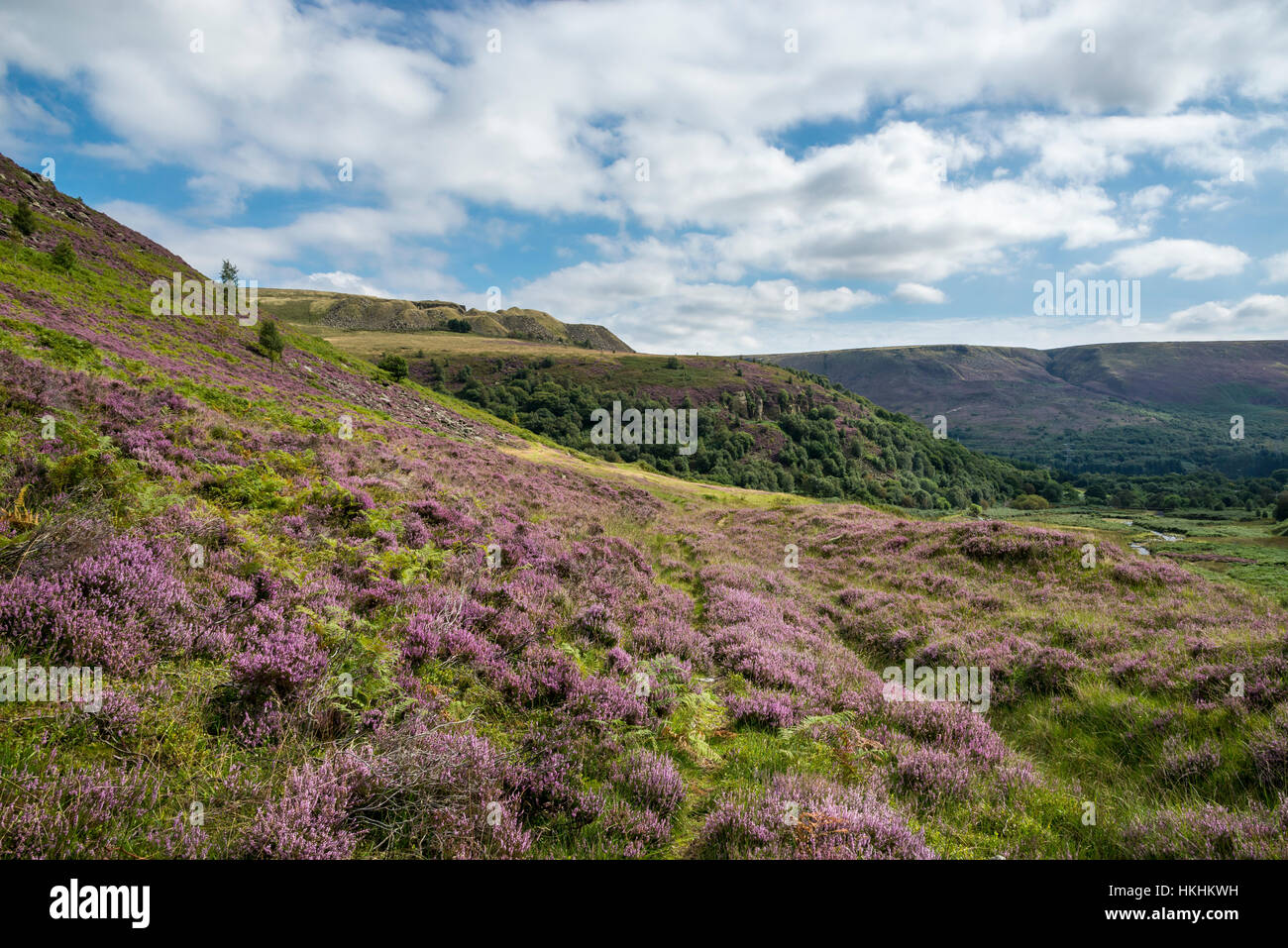 Summer at Crowden in North Derbyshire. Purple heather blooming around ...