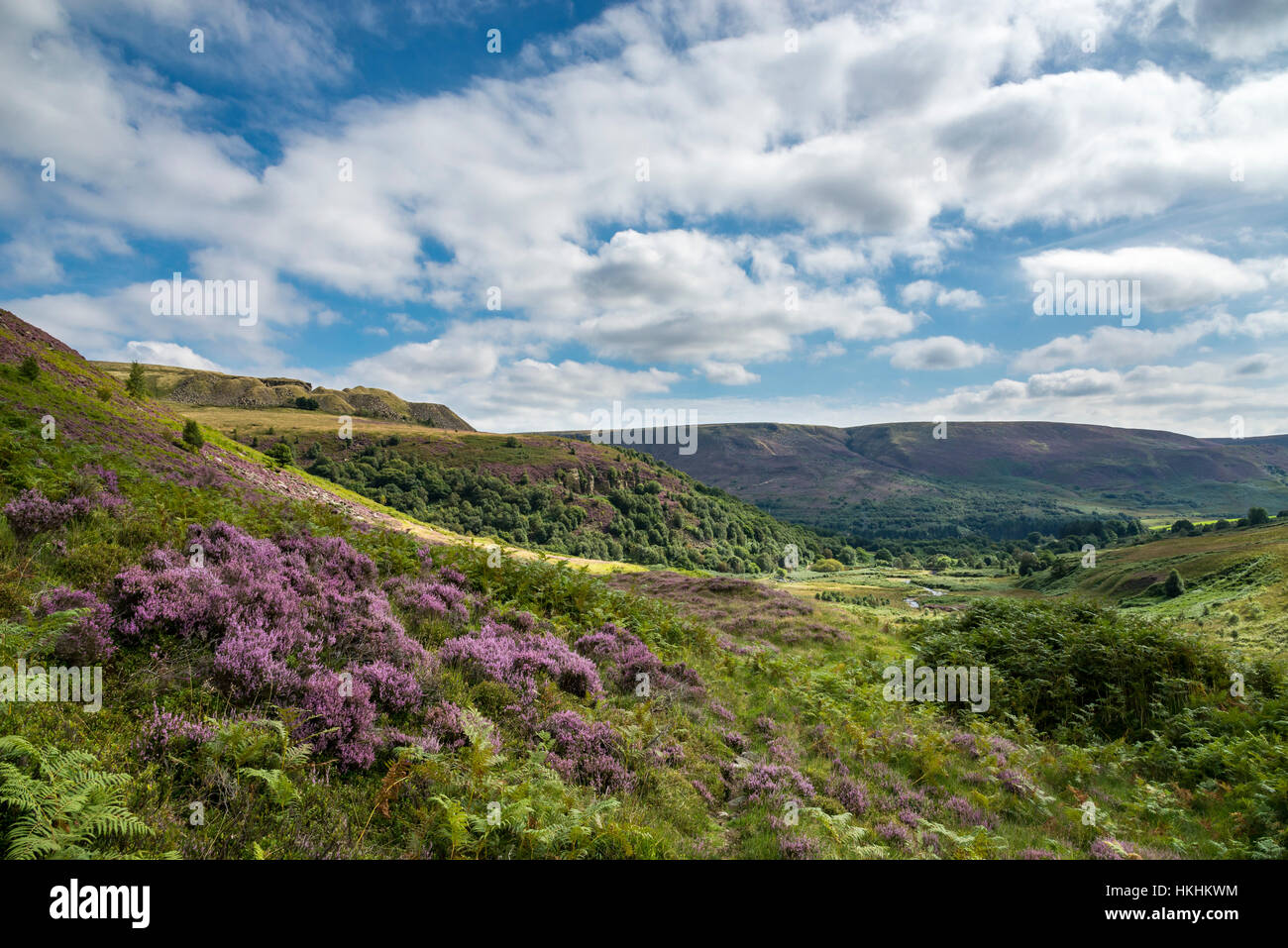 Summer at Crowden in North Derbyshire. Purple heather blooming around ...