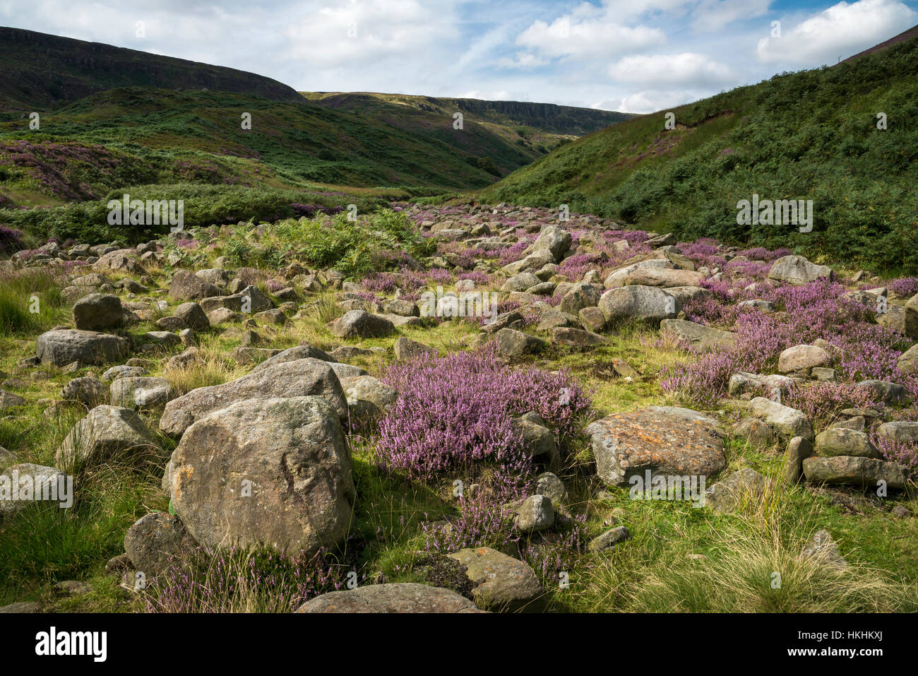 Summer at Crowden in North Derbyshire. Purple heather blooming around ...