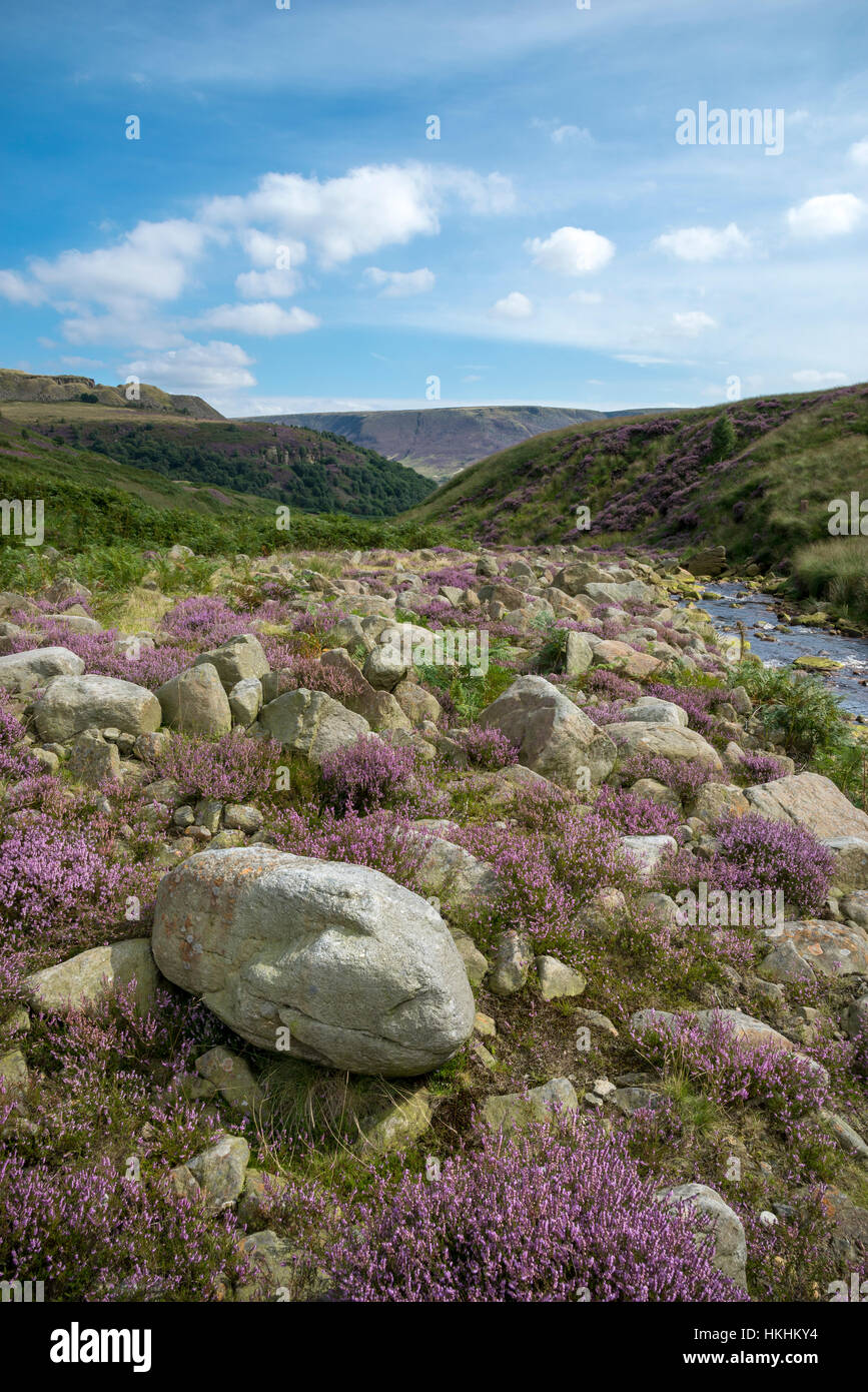 Summer at Crowden in North Derbyshire. Purple heather blooming around ...