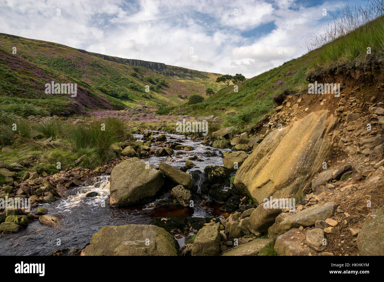 Summer at Crowden in North Derbyshire. Purple heather blooming around ...