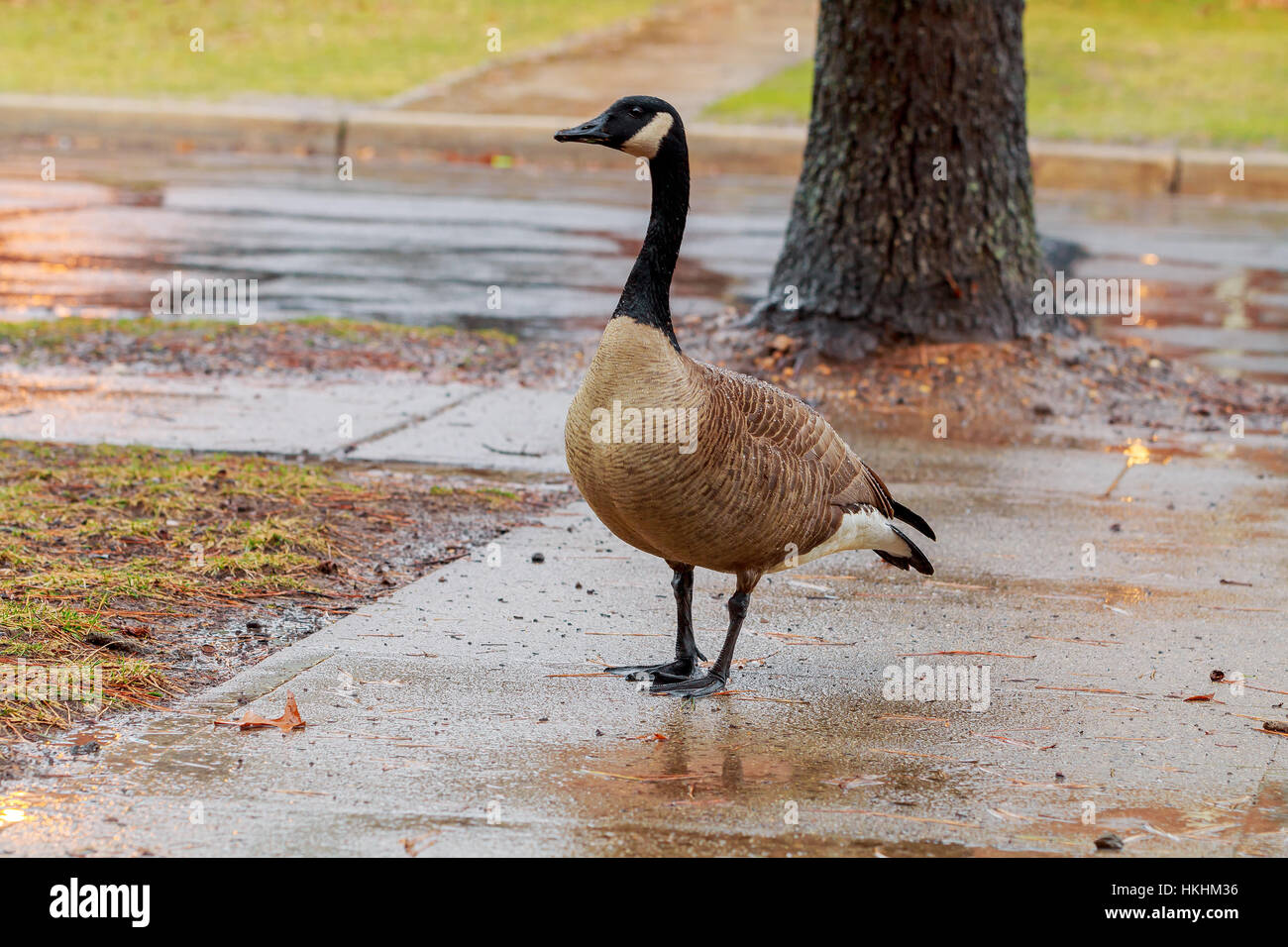 Goose on a road goose walking down the sidewalk in the rain Stock Photo ...