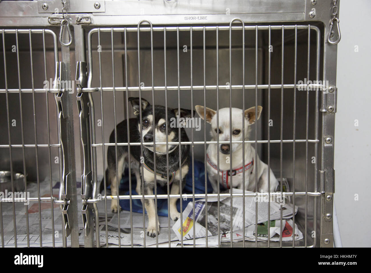 Dogs in an animal rescue shelter waiting to be adopted Stock Photo - Alamy