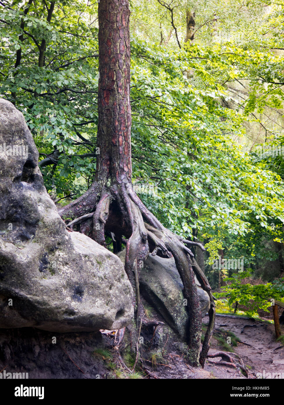 Baum mit wurzeln hi-res stock photography and images - Alamy