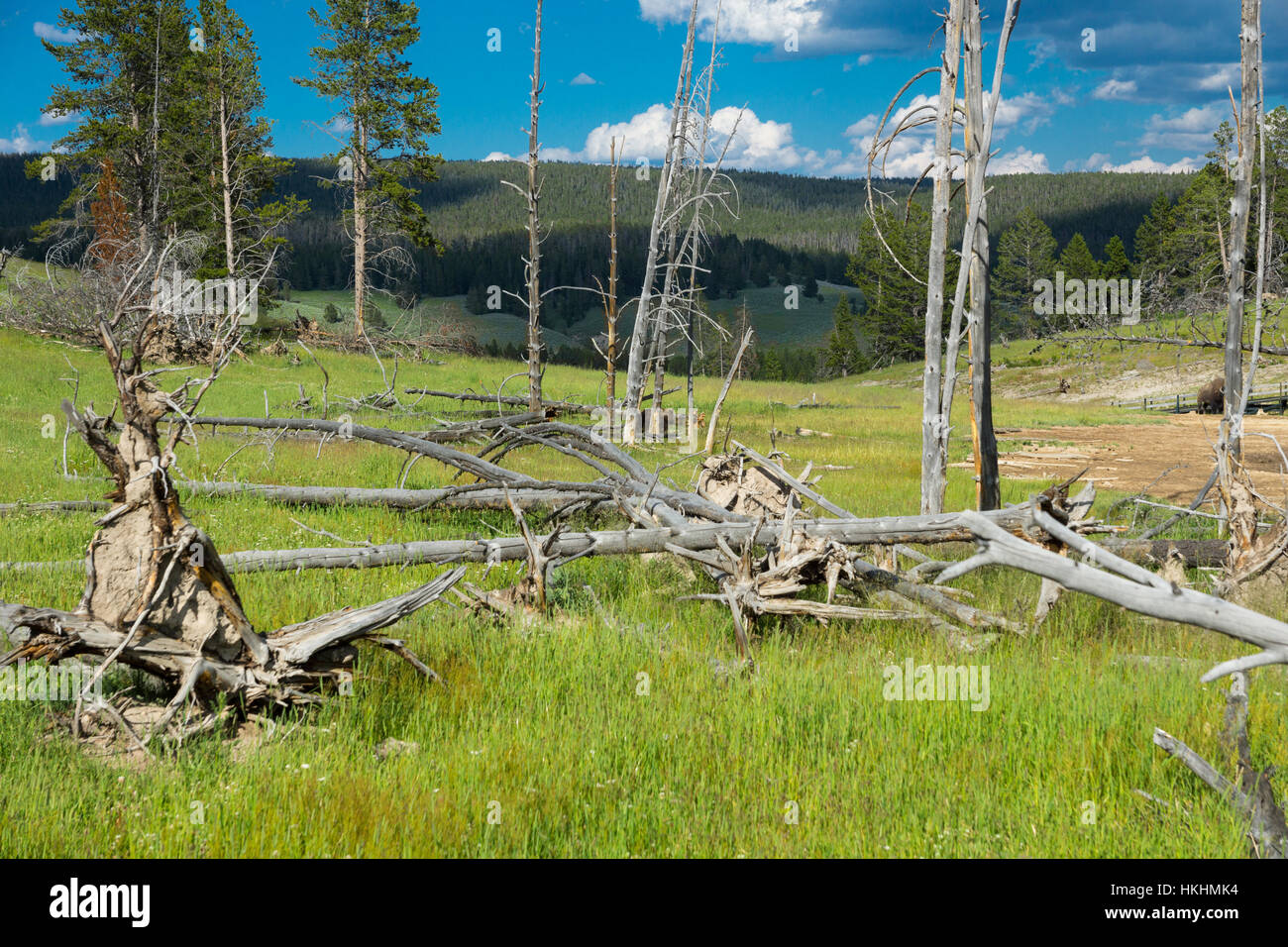 Mud Volcano Area, Yellowstone National Park, Wyoming, USA Stock Photo ...