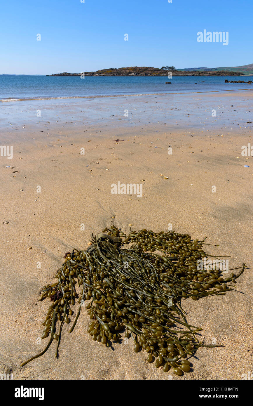 Egg Wrack, Ascophyllum nodosum, seaweed washed ashore Knockbrex beach ...