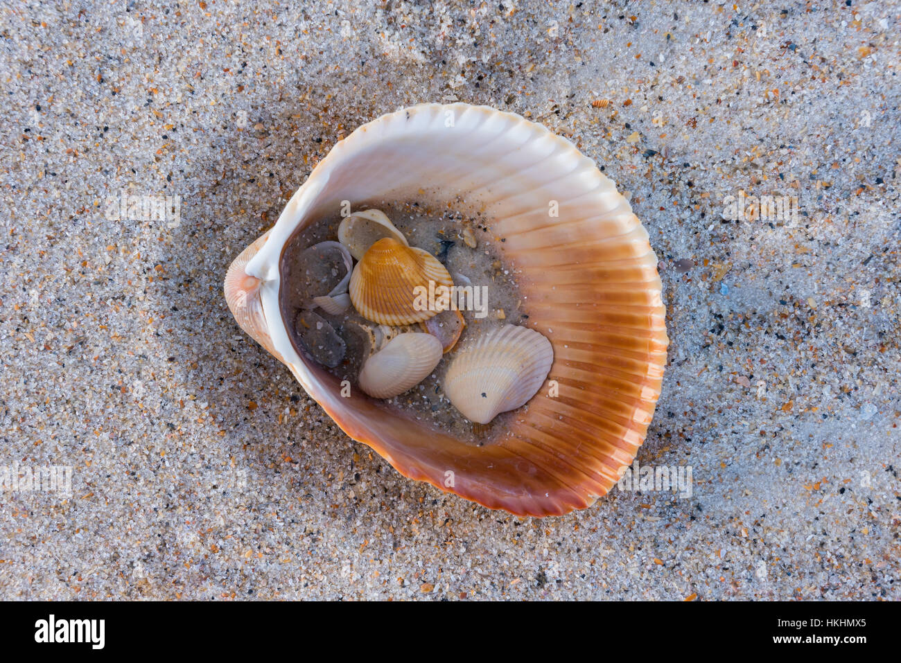 Larger shells hi-res stock photography and images - Alamy